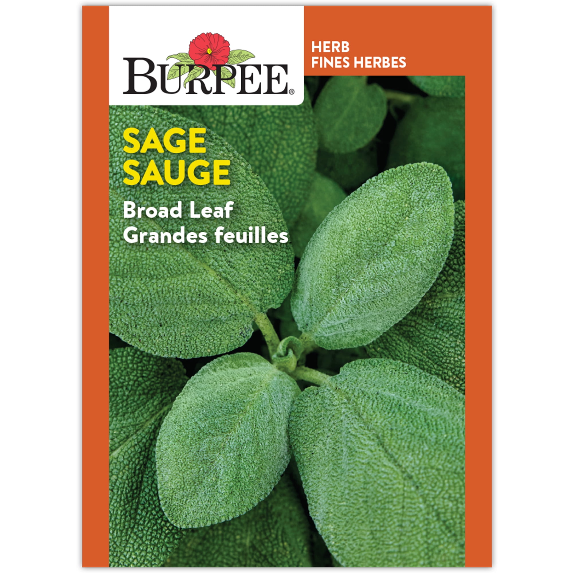 Click here for Burpee Canada Burpee Broad Leaf Sage prices