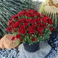 Expert Gardener Red Mum Live Plant Autumn Garden Chrysanthemums in 1 ...
