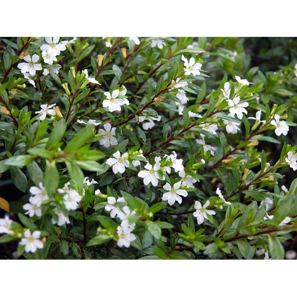 Mexican Heather Plant - Cuphea hyssopifolia - White Blooms - 4" Pot ...