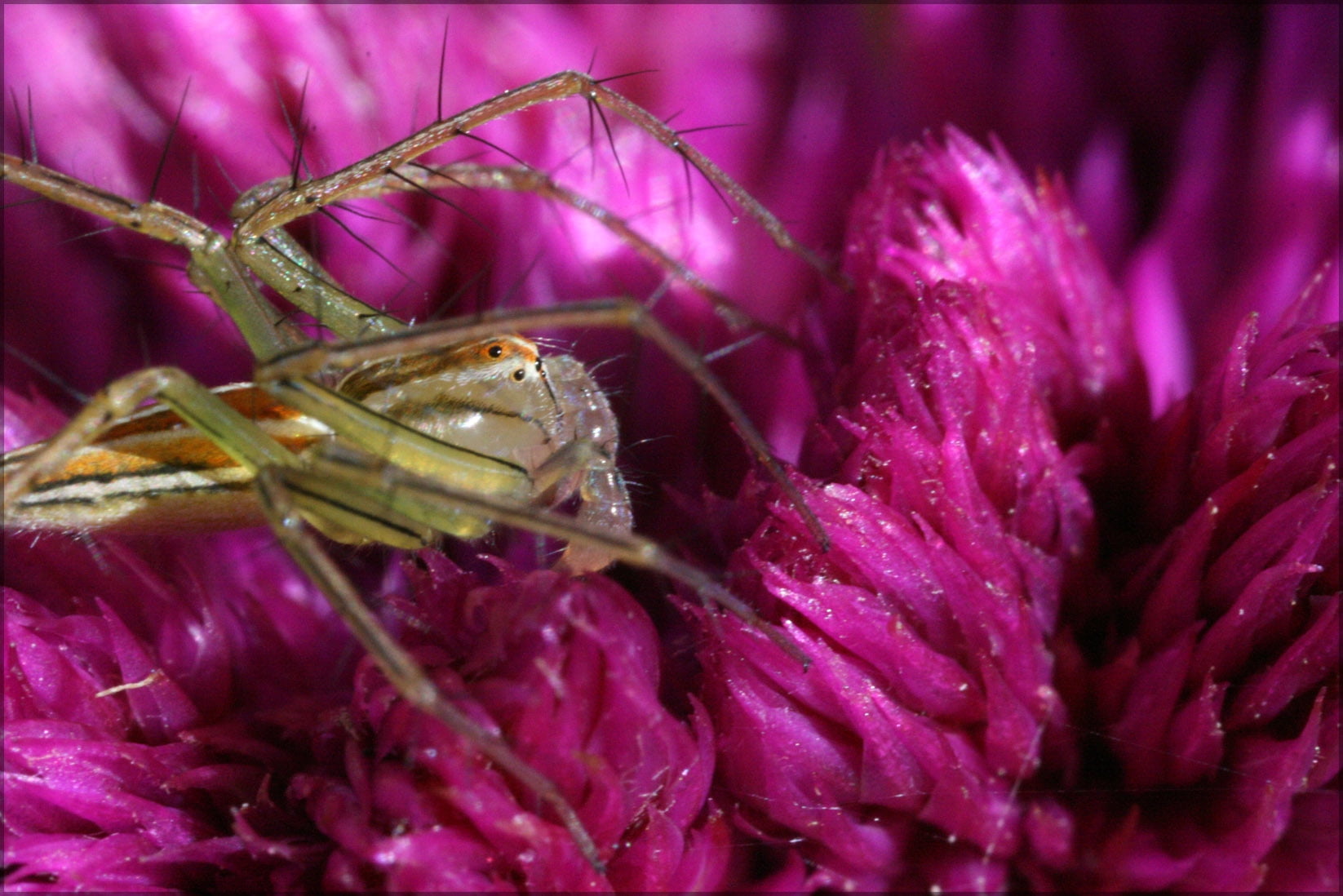24"x36" Gallery Poster, Lynx Spider Oxyopidae Solomon Islands - Walmart.com