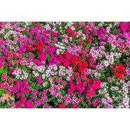 500 DOUBLE DEUCES GODETIA Grandiflora Clarkia Amoena Mixed Colors ...
