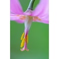 10 PINK FAWN LILY aka Trout Lily, Avalanche Lily, & Dog's Tooth Violet ...