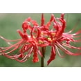 Texas Grown Heirloom Red Spider Lily Bulbs (Lycoris Radiata) Fall ...