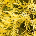 Expert Gardener Gold Mop Threadleaf False Cypress (2.5 Gallon ...