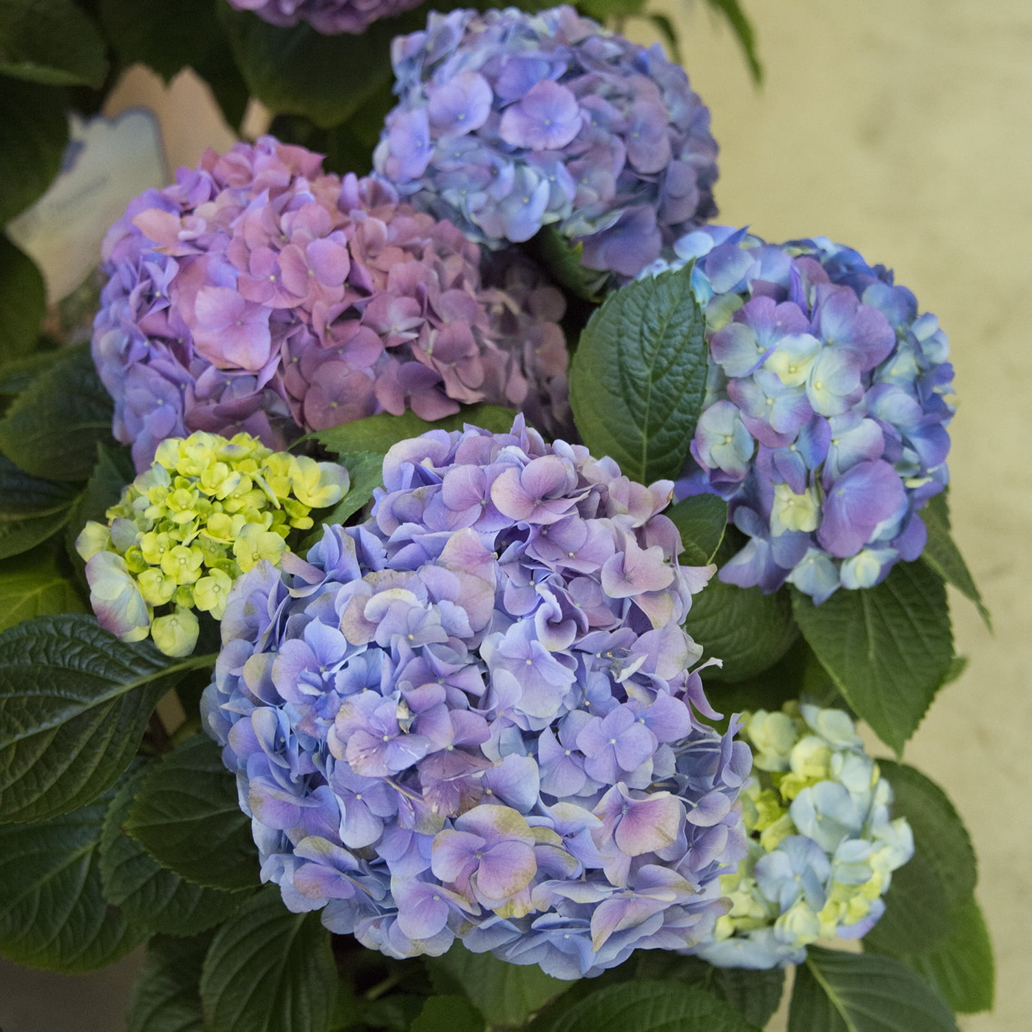 Spring Hill Nurseries Blue or Pink Flowering L.A. Dreamin' Hydrangea, 4 ...