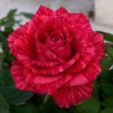 5 * SEEDS * RED ROSE Rosa Bush Shrub Perennial Flower Seeds - Walmart.com