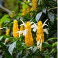Yellow Shrimp Plant Live for Planting, Lollipop Plant Pachystachys ...