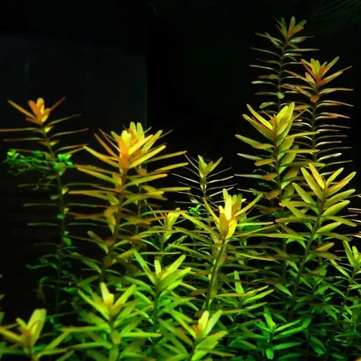 15 Rotala Magenta Macaranda plants aquarium planted tank aquascaping ...