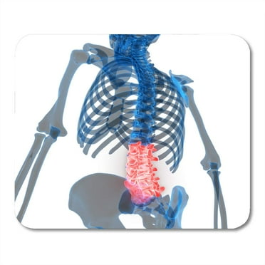 Human Male Anatomy Scheme Main Pelvis Bones Sacrum Ilium Coccyx ...