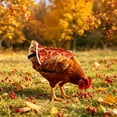FEOLGEHLY Pet Clothes---Waterproof Chicken Saddle for Hens Ducks Geese ...