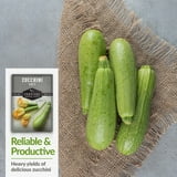 5 Packs Grey Zucchini Seeds - Non-GMO Heirloom Full Sun Annual ...