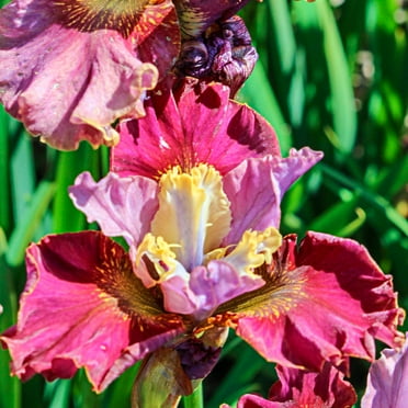 Outdoor How Audacious Siberian Iris, Dormant Bare Root Perennial Plants ...