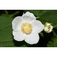 CZ Grain Thimbleberry 50 Rubus Parviflorus Plant Seed - Walmart.com