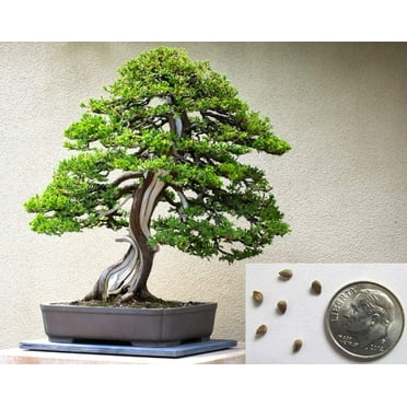 Chinese Date Bonsai Tree Seeds for Planting - 6 Seeds - Jujube, Chinese ...