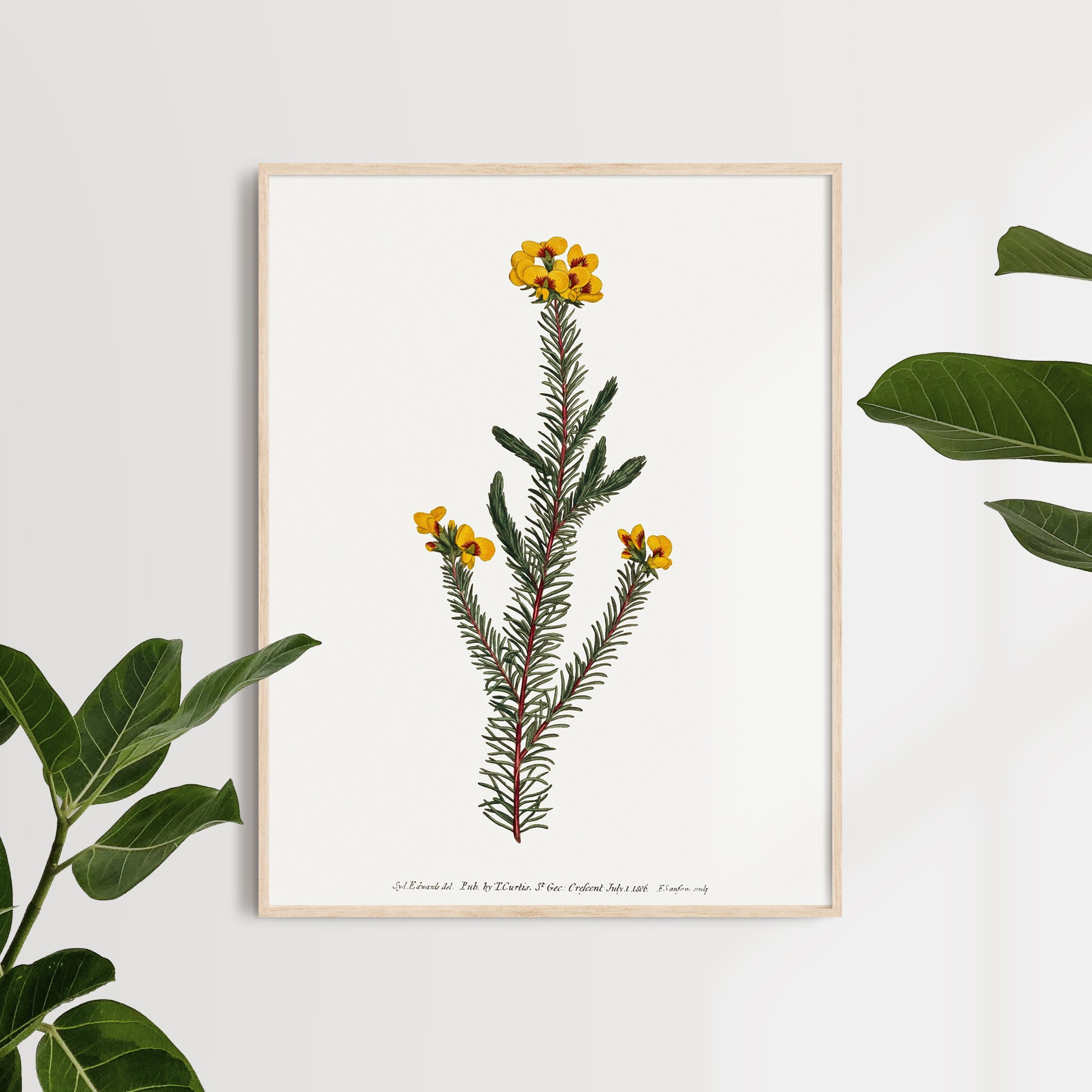 Dillwynia Glaberrima - Smooth Parrot–Pea - 1806 | Francis Sansom ...