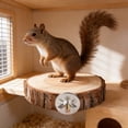 BloomLoom Round Wooden Stand Platform Bird Toy, Birds Round Perch ...