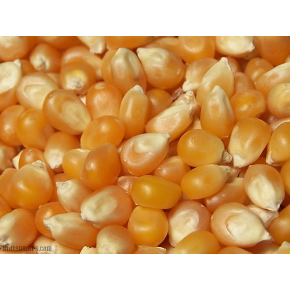 BULK GRAINS: Popcorn Yellow Organic, 25 lb - Walmart.com - Walmart.com