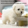 Milow Robot Puppy, Milow - My Realistic Robot Puppy, Milow Robot, Milow ...