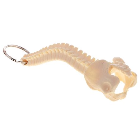 3xhandcrafted Human Spine Skeleton Model Keychain School Aid Learning ...