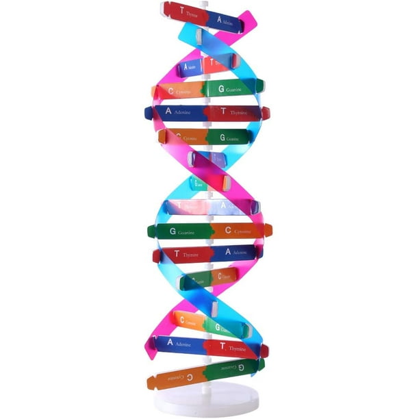 Dna Structure Models