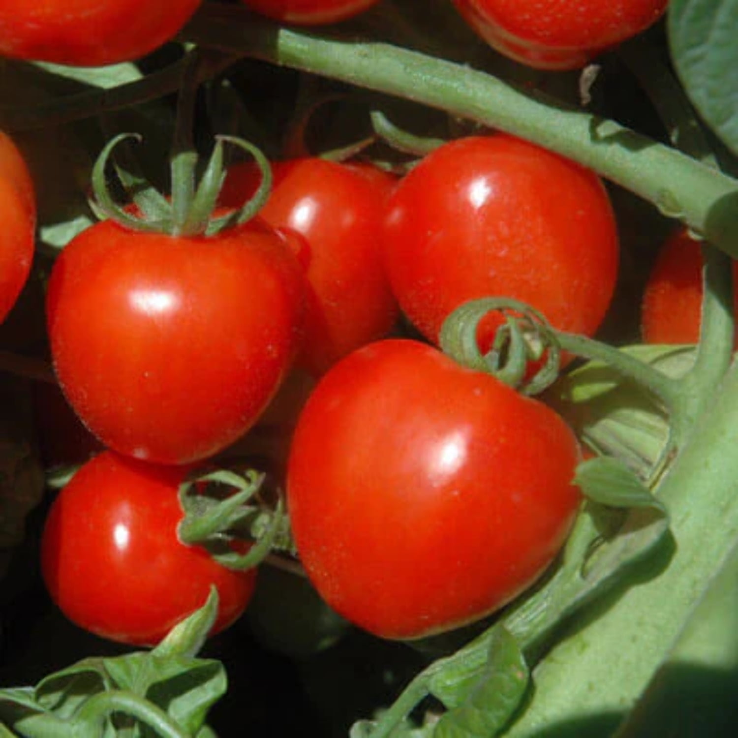Tomato Seeds - Tomatoberry Garden Variety Tomato Seeds - Non-GMO - 50 ...