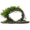 Live Weeping Willow Money Tree Bonsai - Thick Trunks, Fast-Growing ...