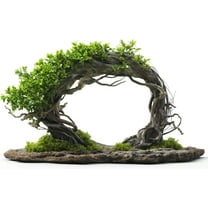 Live Weeping Willow Money Tree Bonsai - Thick Trunks, Fast-Growing ...