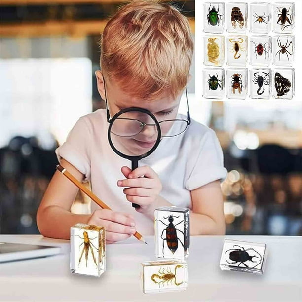 Lolmot Clear Resin 12 Piece Set Insect Taxidermy Collection Various ...