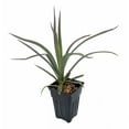 Walmart Black Friday Deals 2025 - "Live Magenta Magic Yucca aloifolia ...