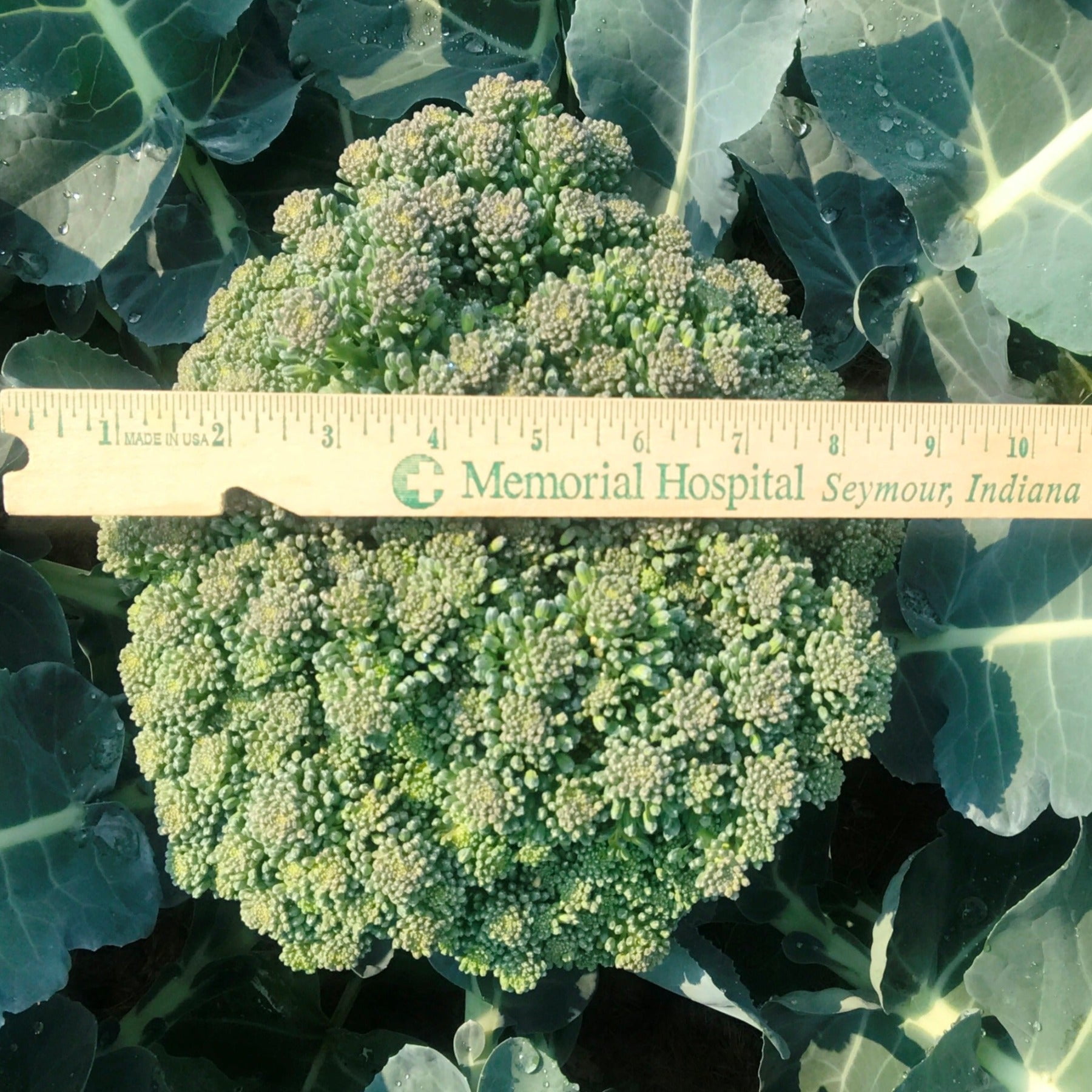 PAPAW'S GARDEN SUPPLY LLC. HELPING THE NEXT GENERATION GROW! Arcadia ...