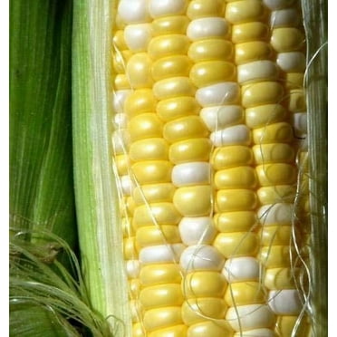 Honey Select Yellow Sweet Corn Seeds for Planting, 50+ Heirloom Seeds ...
