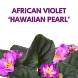 Harmony Foliage Hawaiian Pearl African Violet Saintpaulia 4 inch ...