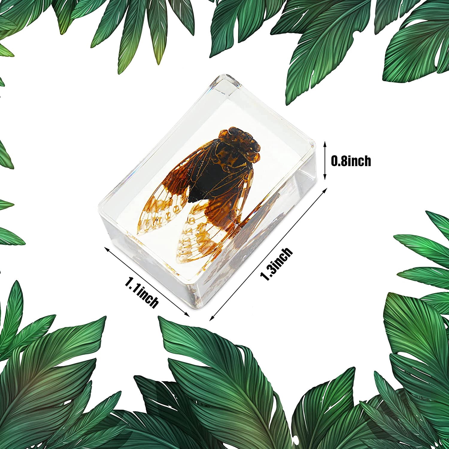 Buy 6-Pack Insect Resin Specimen Cicada Collection Paperweight Arachnid ...