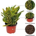 BLOSSOM BOOM GARDEN CENTER 12" Variegated Banana Croton Live Plant in 4 ...