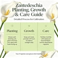 Calla Lily For Planting-Perennial-Bloom Year After Year-Bold Elegant ...