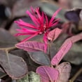 Expert Gardener Crimson Fire Dwarf Loropetalum (3 Gallon) Flowering ...