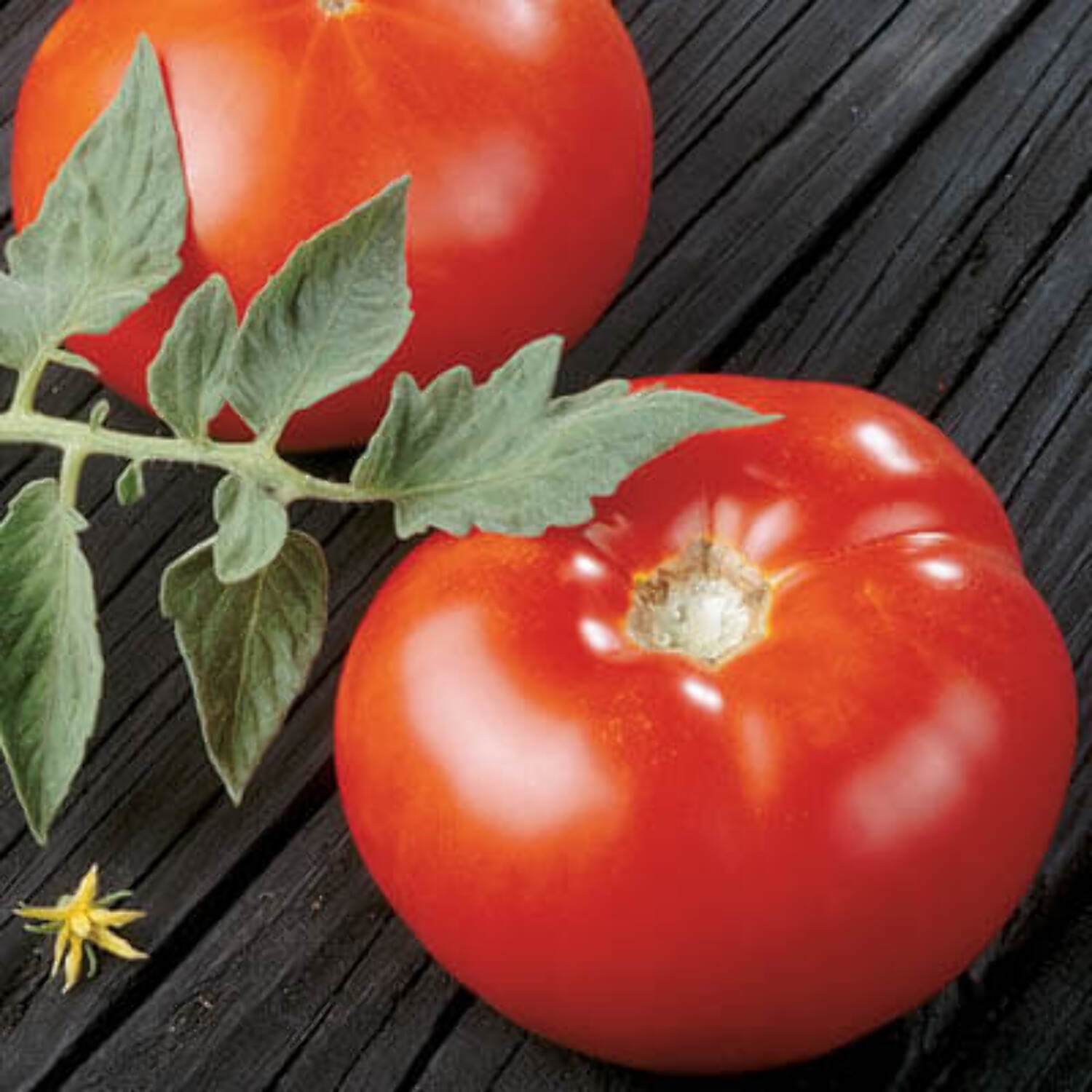 Tomato Sunbrite F1 Seed - Walmart.com