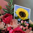 3drose, California, Santa Barbara, Sunflower with Bees - Us05 Sav0031 ...