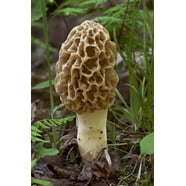 s Mane Mushroom Plug 100 Plugs ~ Crab Flavor ~ Mycelium Log Grow Kit ...