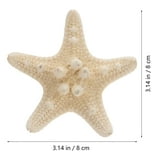Shell Sea Star Natural Decor Stars Crafts Decoration Conch Nautical ...