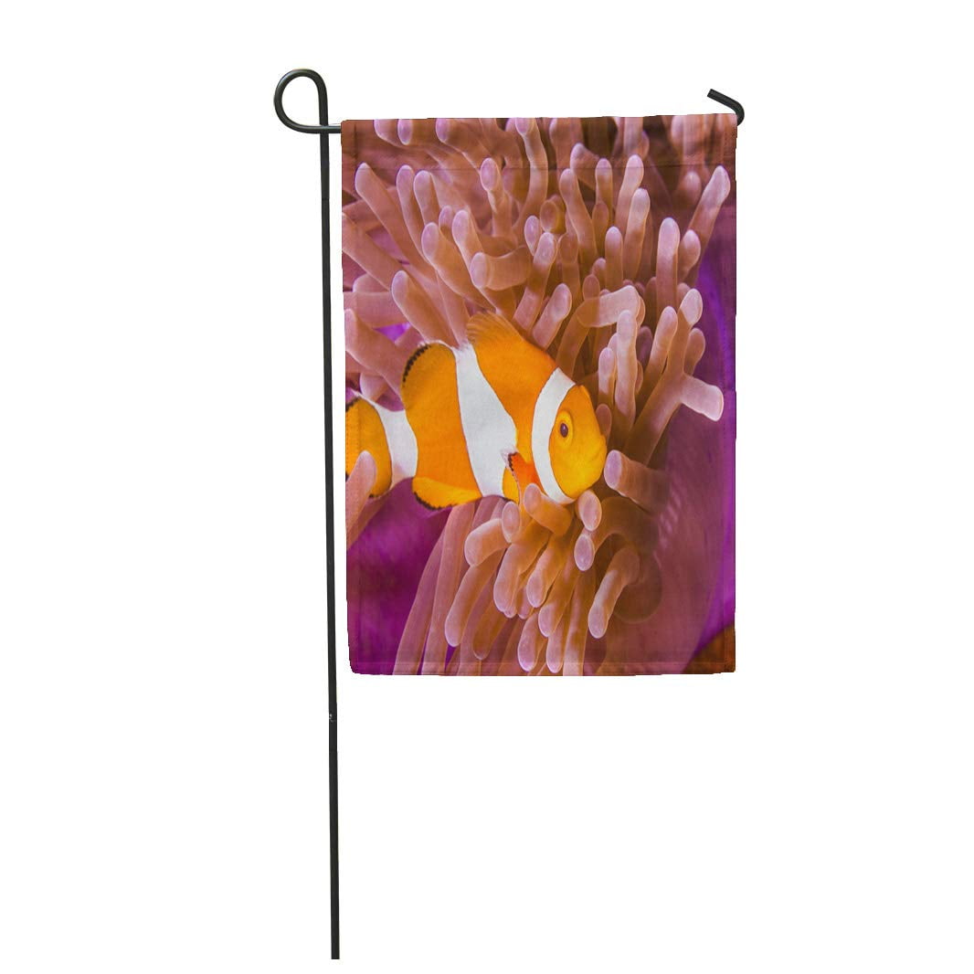 Click here for Jsdart Western Clown Anemonefish Hiding In Anemone... prices
