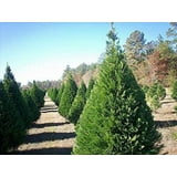Virginia Pine 10 Live Trees - Unique Evergreen Specimen Planting, Pinus ...
