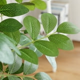 6 ft Tall Large Indoor Faux Moringa Oleifera Tree in Pot, Artificial ...