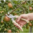 Curved Blade Pruning Shears, Professional Garden Scissors, Fruit Tree ...