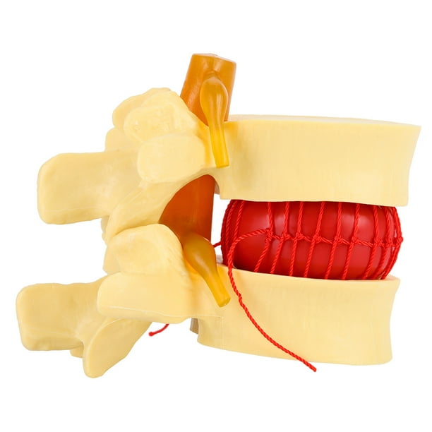 Spine Model, Wide Application Premium Material Human Spine Model Soft ...