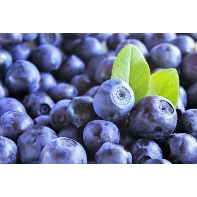 20 DWARF BILBERRY Vaccinium Caespitosum Dwarf Blueberry Whortleberry ...