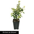 Moonshadow Euonymus Broadleaf Evergreen Starter Shrub - Walmart.com