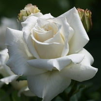 Fragrant Stiletto‚Ñ¢ Rose Bushes by Heirloom Roses - Live Hybrid Tea ...