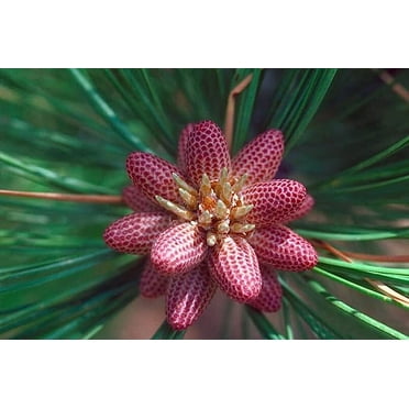 Giant Sugar Pine Tree Seeds for Planting - Produces The Largest Pine ...