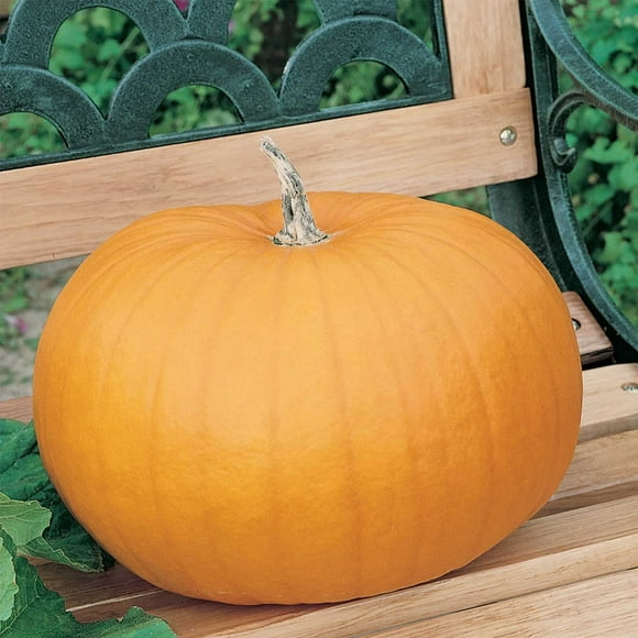 Pumpkin Bulk